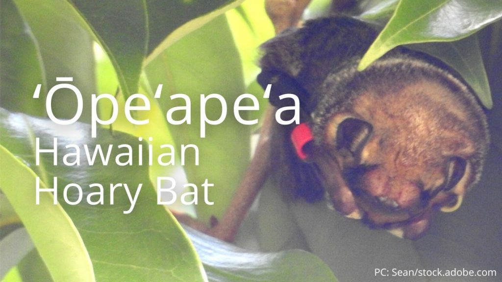 Division of Forestry and Wildlife | Learn about species, places, and more