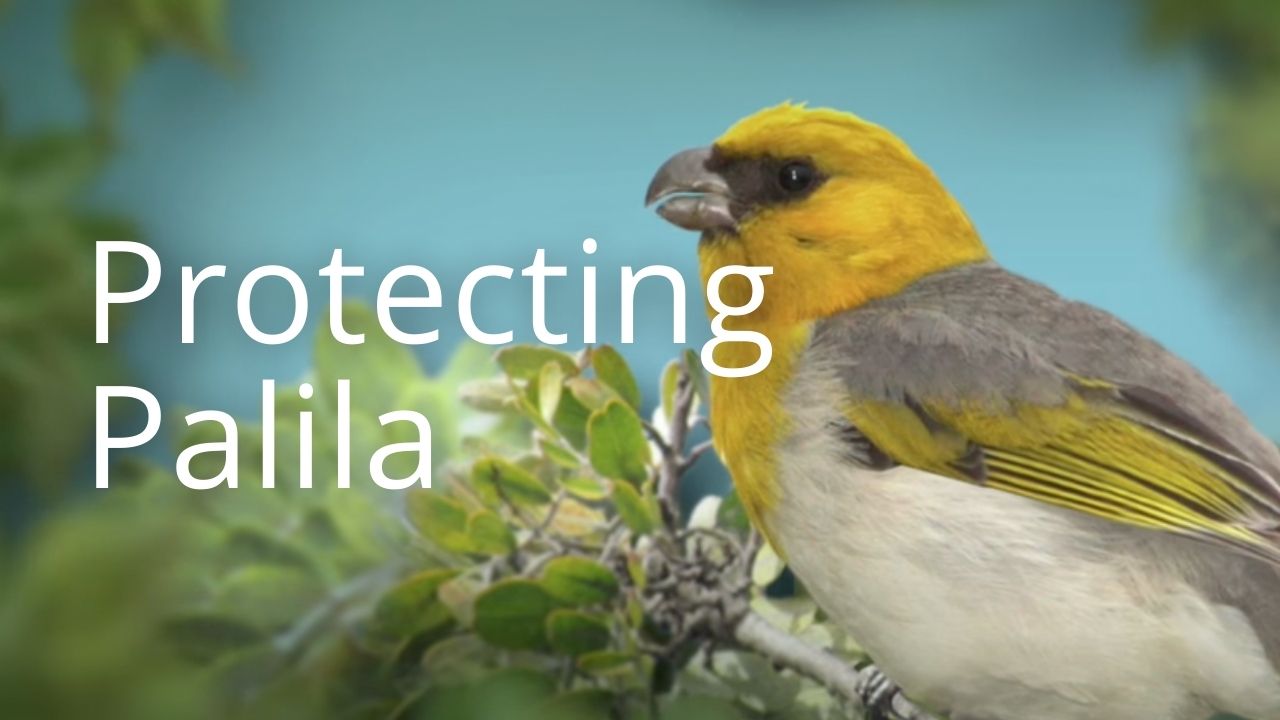 Division of Forestry and Wildlife | Videos