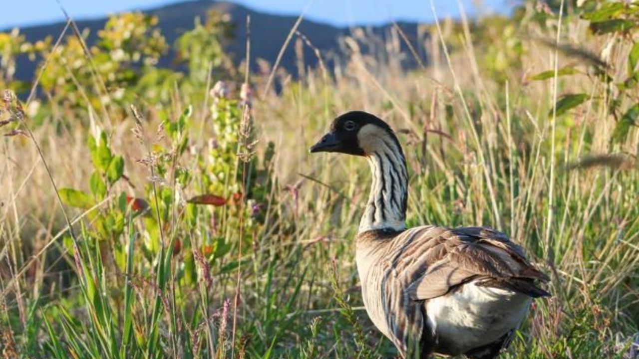 Division of Forestry and Wildlife | Videos