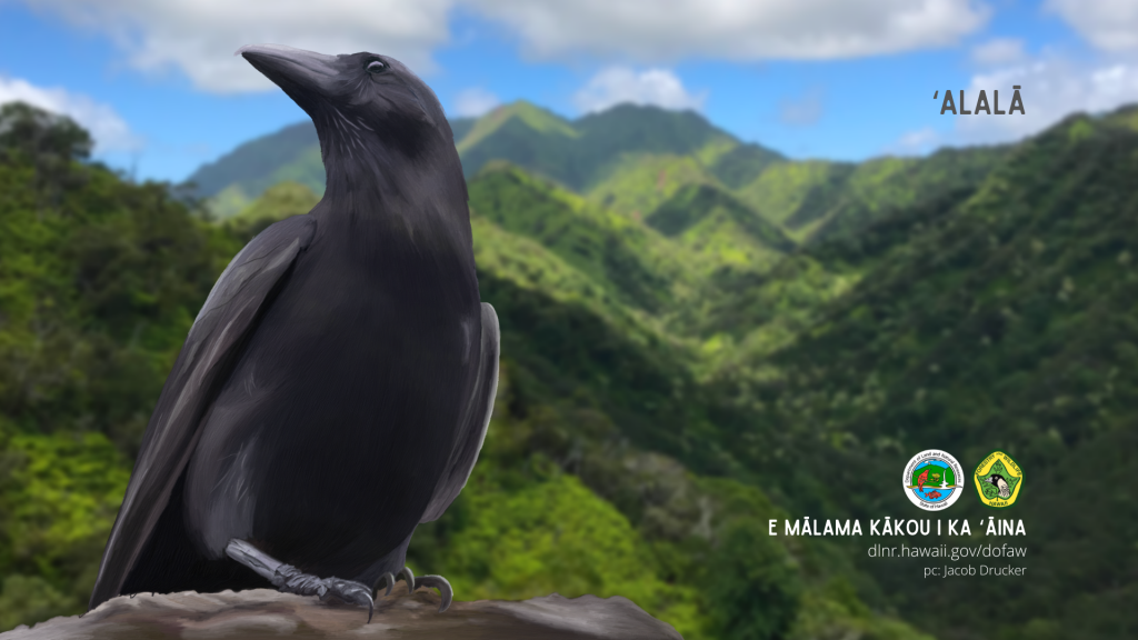 Division of Forestry and Wildlife | Native Species Wallpapers for ...