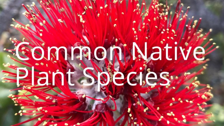 Division of Forestry and Wildlife | Learn about species, conservation ...