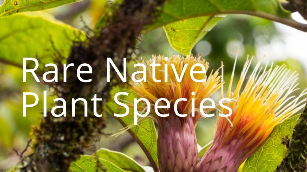 Division of Forestry and Wildlife | Learn about species, conservation ...