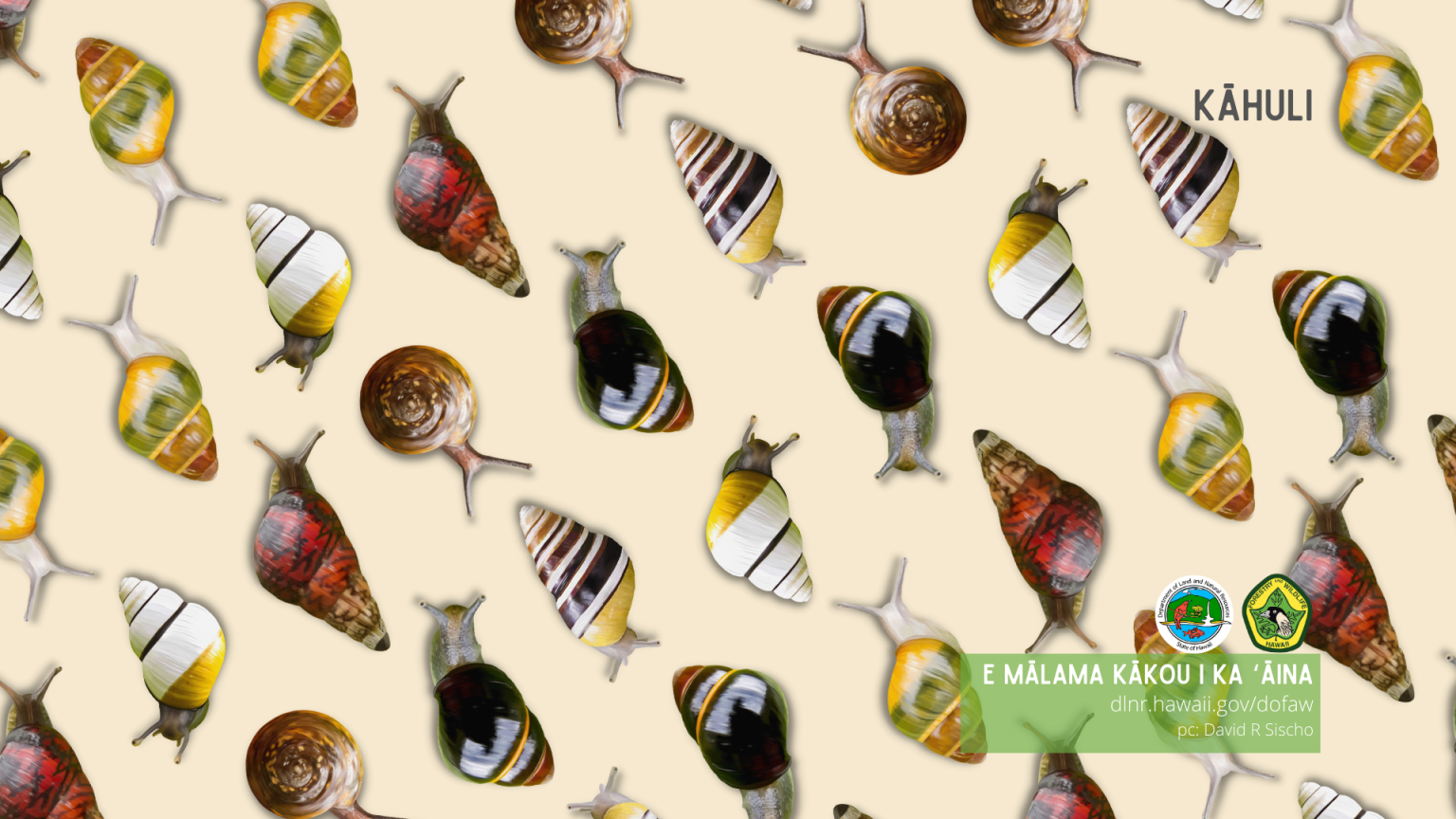 Division of Forestry and Wildlife | Native Species Wallpapers for ...