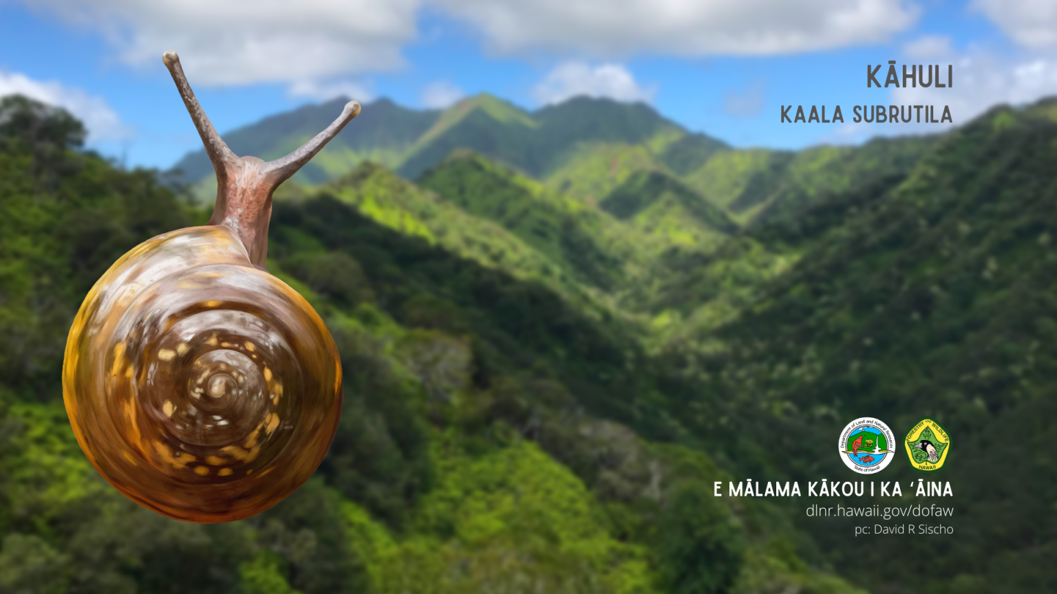 Division of Forestry and Wildlife | Native Species Wallpapers for ...