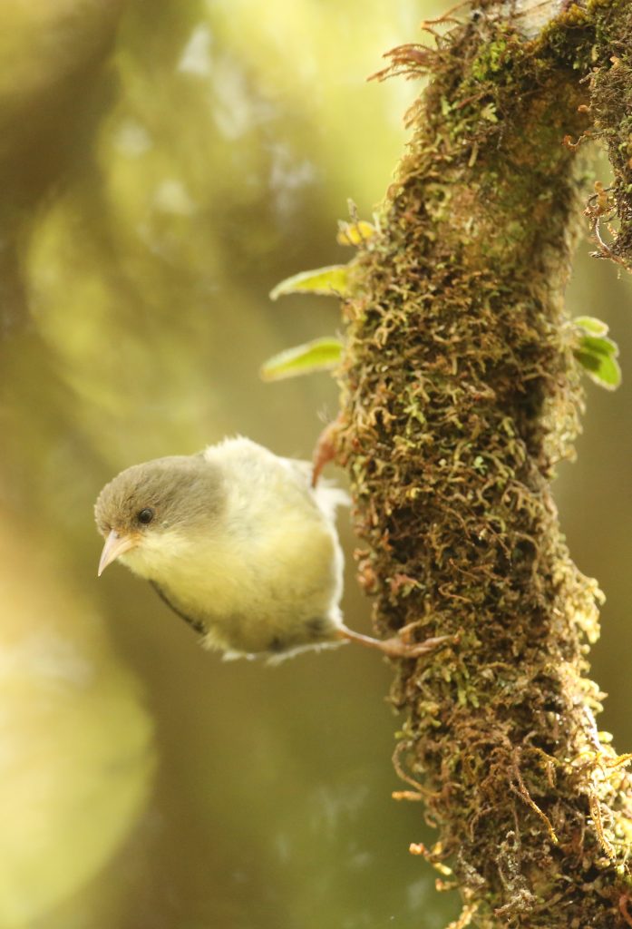 Raise your leo: Kauaʻi Mosquito Suppression – Kauai Forest Bird ...