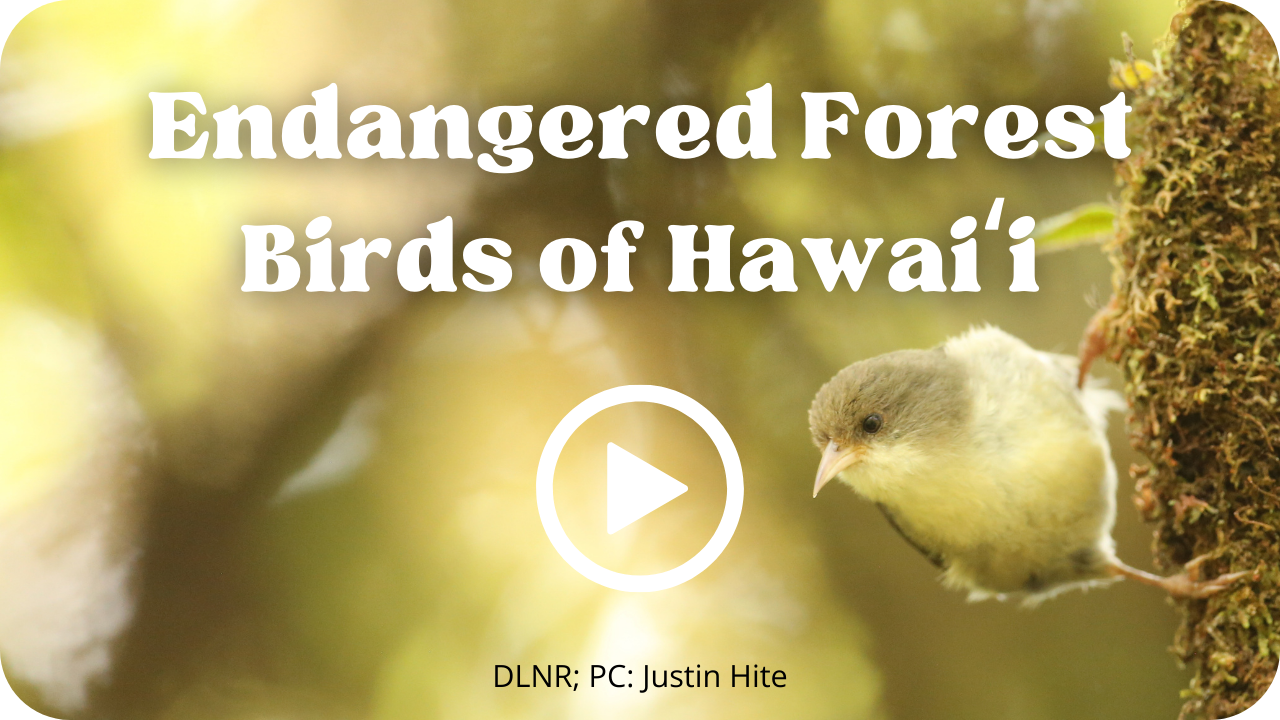 Division of Forestry and Wildlife | Makahiki o Nā Manu Nahele