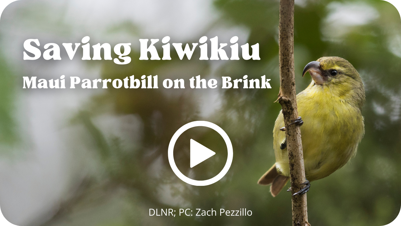 Division of Forestry and Wildlife | Makahiki o Nā Manu Nahele