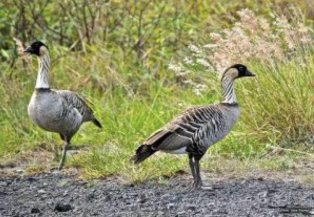 Division of Forestry and Wildlife | Learn about Kauaʻi
