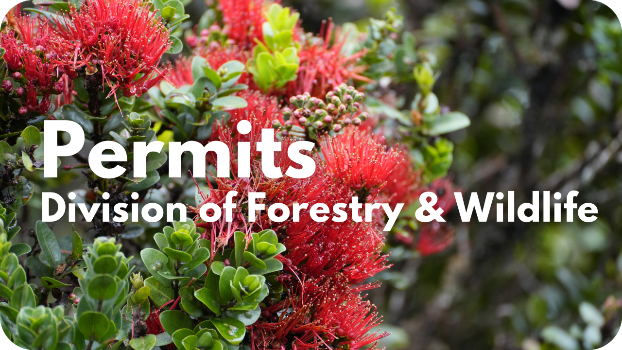 Division of Forestry and Wildlife