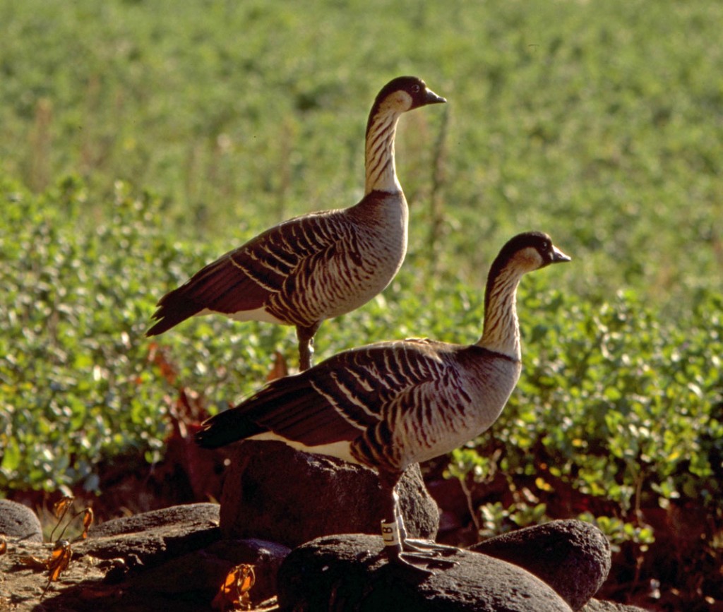 Division of State Parks | Nene