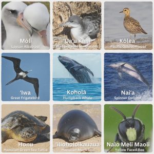 Division of State Parks | Kaʻena Point Trail