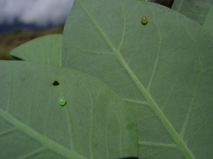 Division of Forestry and Wildlife: Native Ecosystems Protection ...