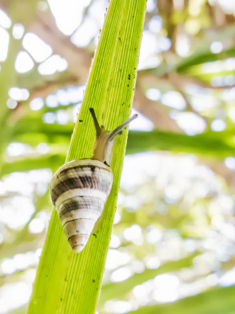 Division of Forestry and Wildlife: Native Ecosystems Protection ...