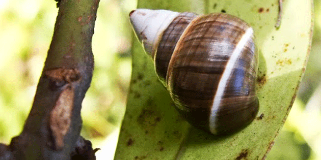 Division of Forestry and Wildlife: Native Ecosystems Protection ...