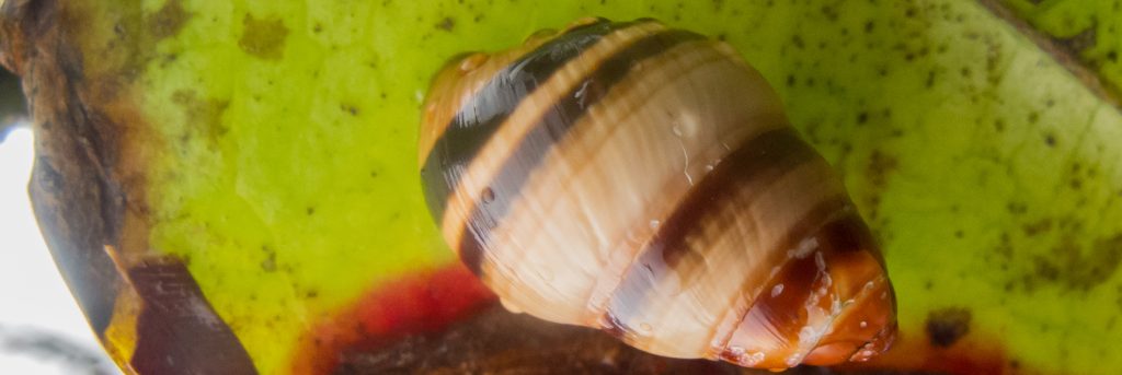 Division of Forestry and Wildlife: Native Ecosystems Protection ...