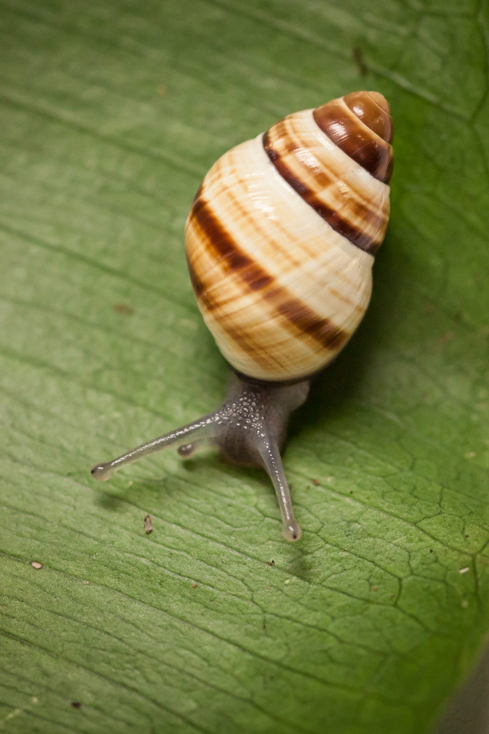 Division of Forestry and Wildlife: Native Ecosystems Protection ...