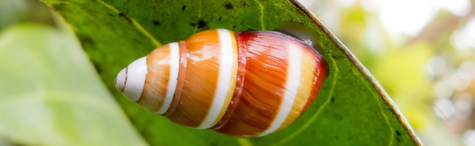 Division of Forestry and Wildlife: Native Ecosystems Protection ...