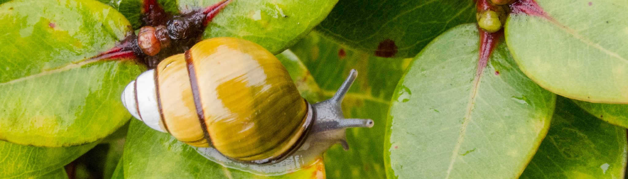 Division of Forestry and Wildlife: Native Ecosystems Protection ...