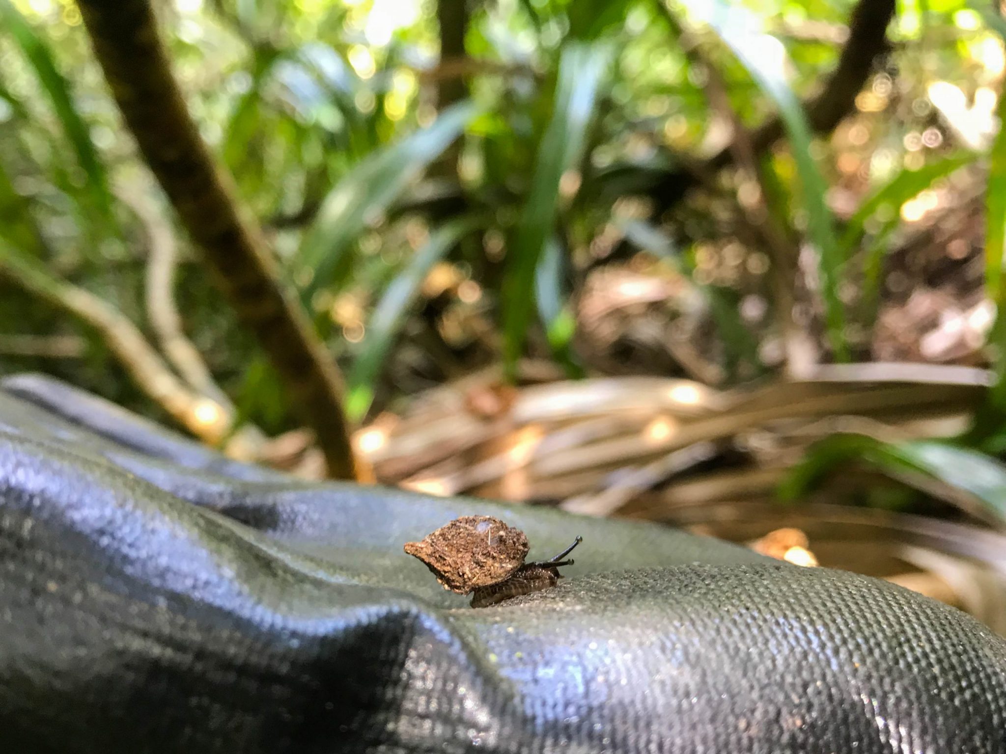 Division of Forestry and Wildlife: Native Ecosystems Protection ...