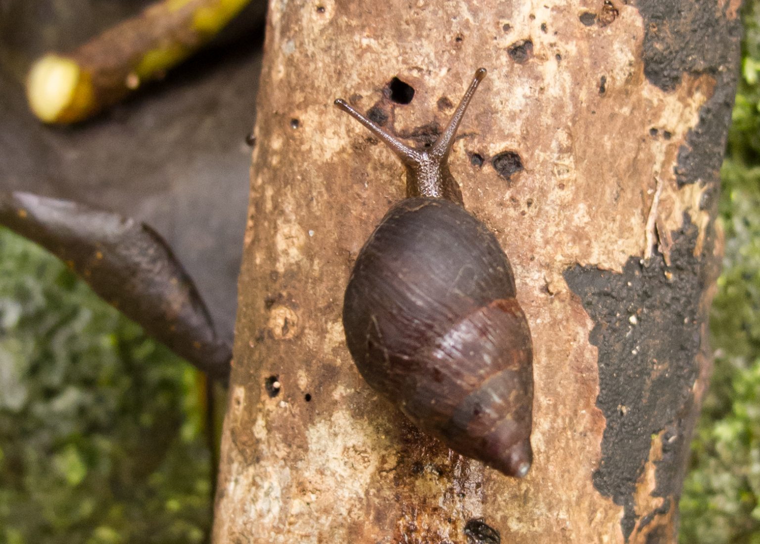 Division of Forestry and Wildlife: Native Ecosystems Protection ...