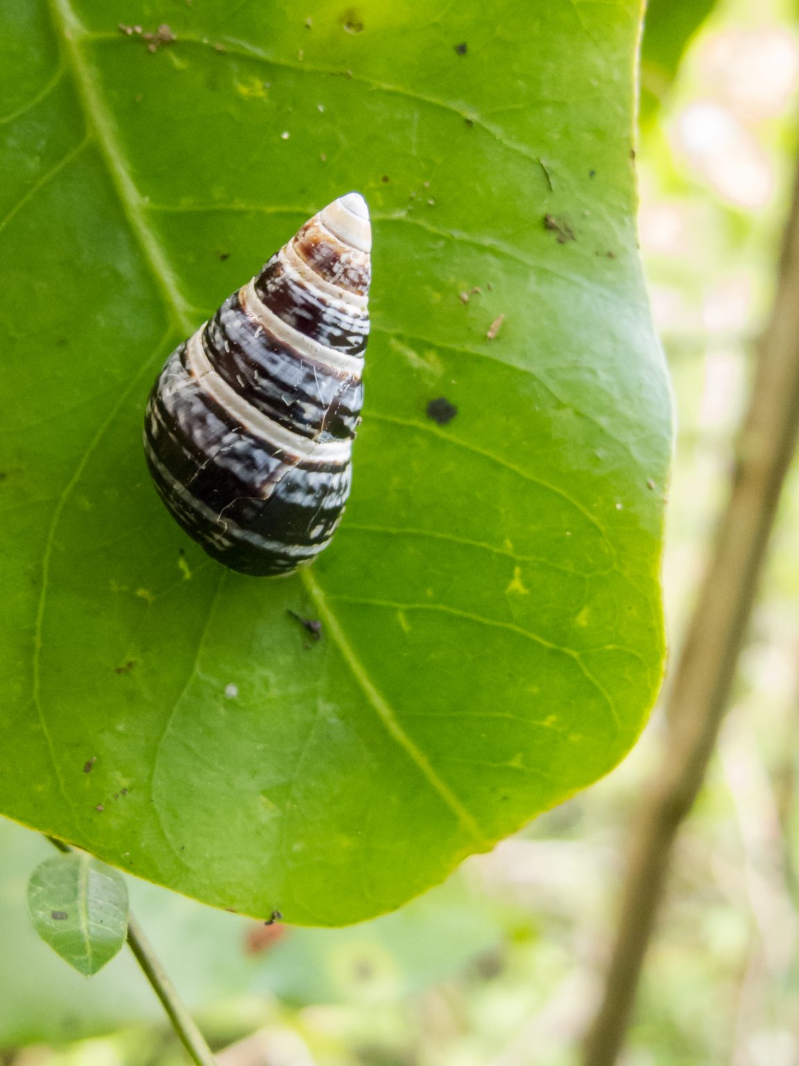 Division of Forestry and Wildlife: Native Ecosystems Protection ...