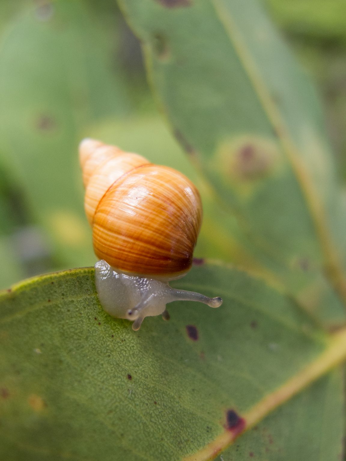 Division of Forestry and Wildlife: Native Ecosystems Protection ...