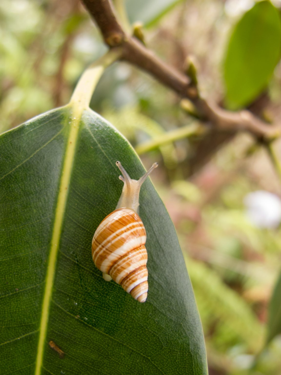 Division of Forestry and Wildlife: Native Ecosystems Protection ...