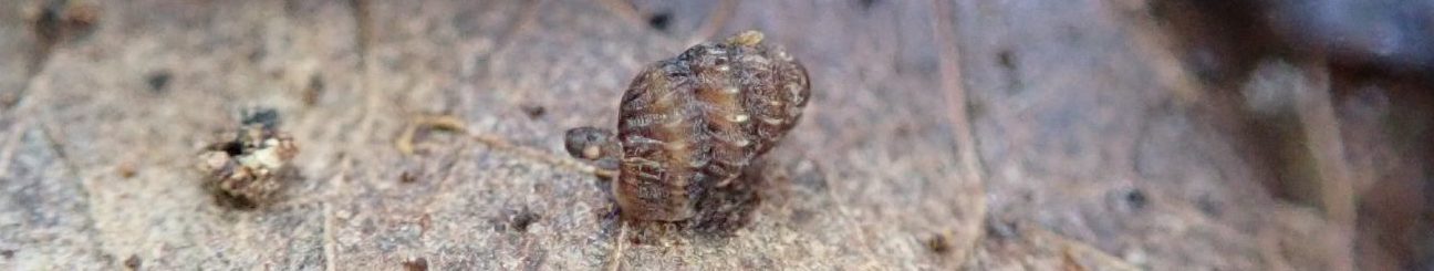 Division of Forestry and Wildlife: Native Ecosystems Protection ...