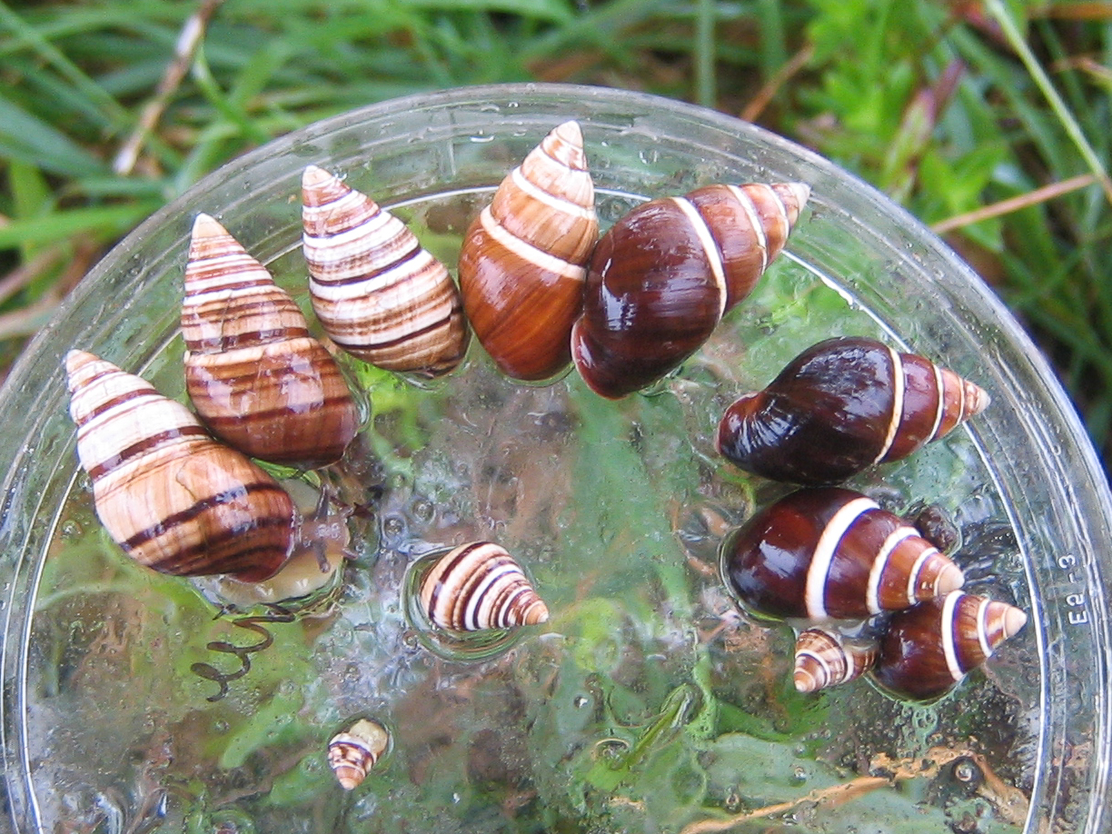 Division of Forestry and Wildlife: Native Ecosystems Protection ...