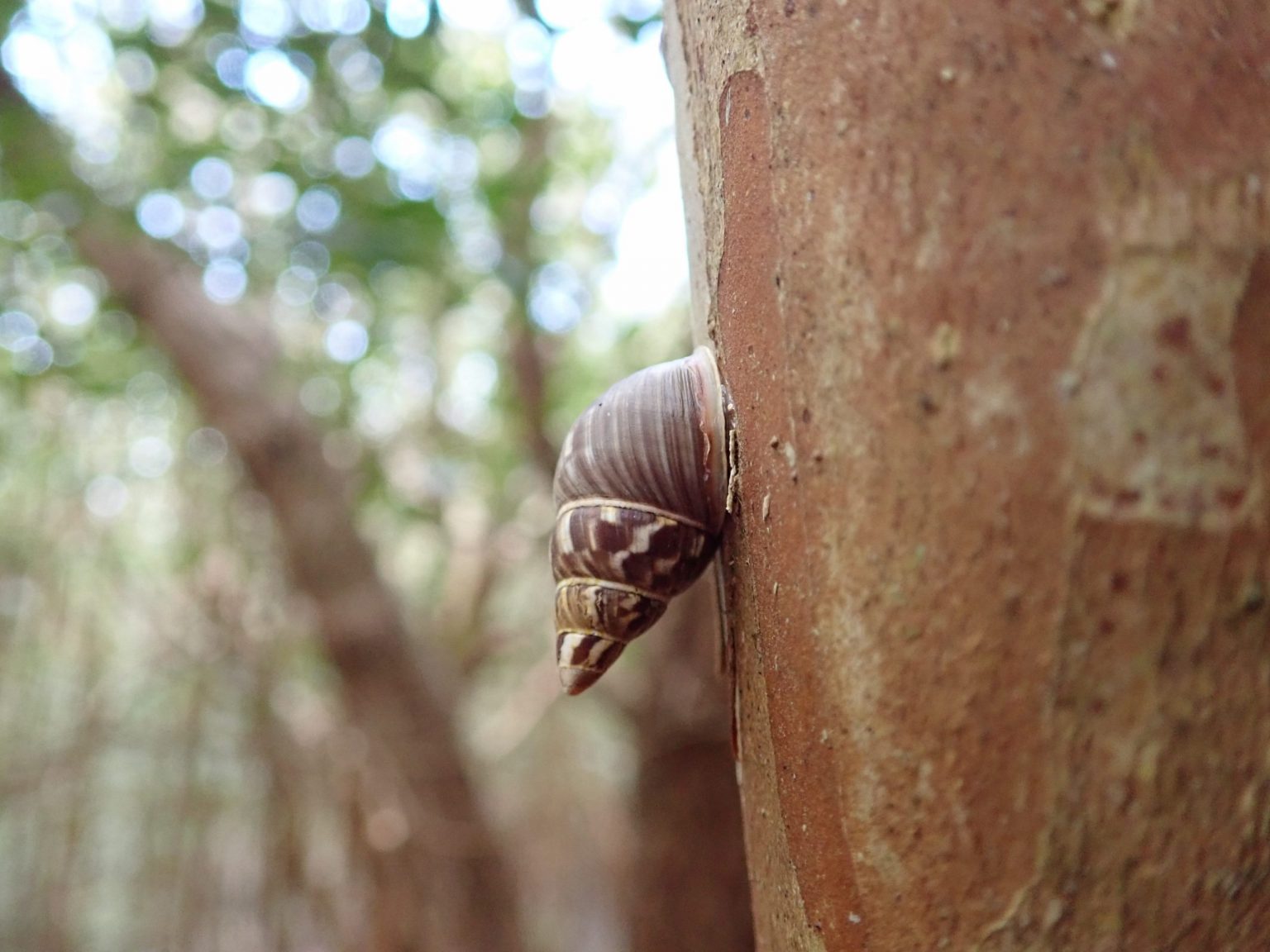 Division of Forestry and Wildlife: Native Ecosystems Protection ...
