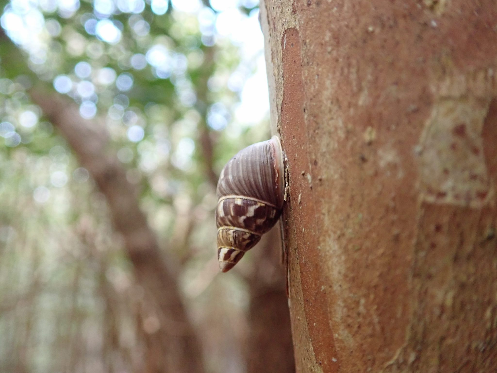 Division of Forestry and Wildlife: Native Ecosystems Protection ...