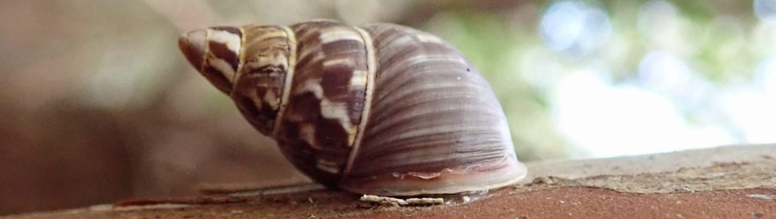 Division of Forestry and Wildlife: Native Ecosystems Protection ...