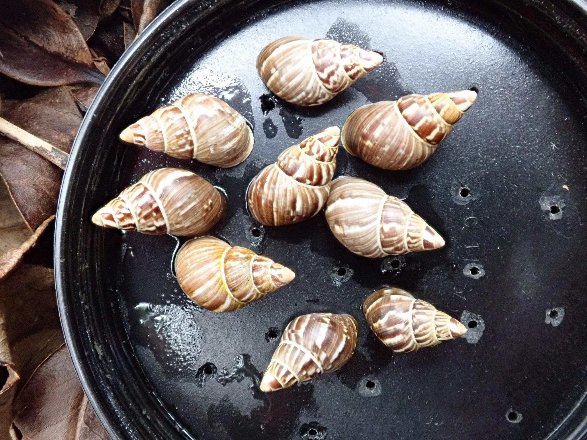 Division of Forestry and Wildlife: Native Ecosystems Protection ...