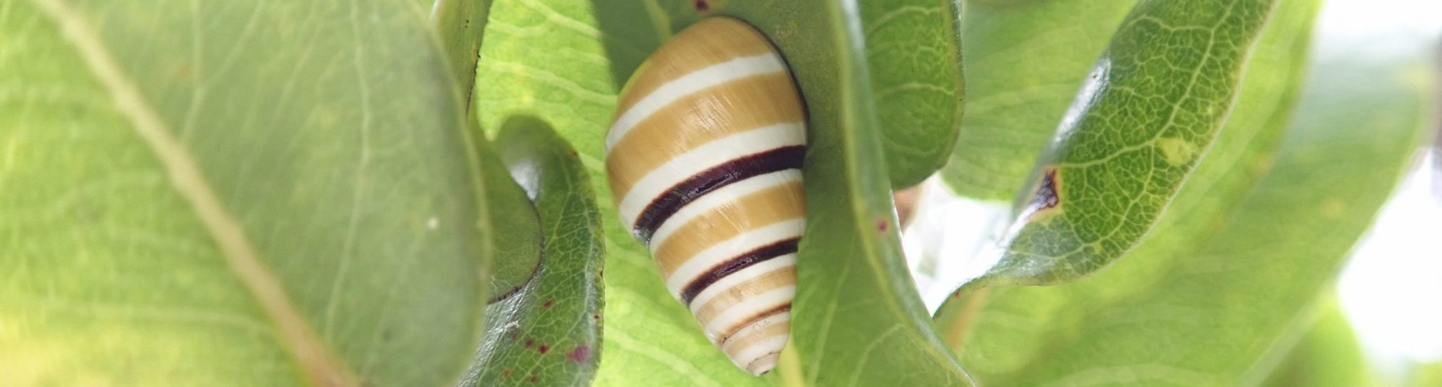 Division of Forestry and Wildlife: Native Ecosystems Protection ...