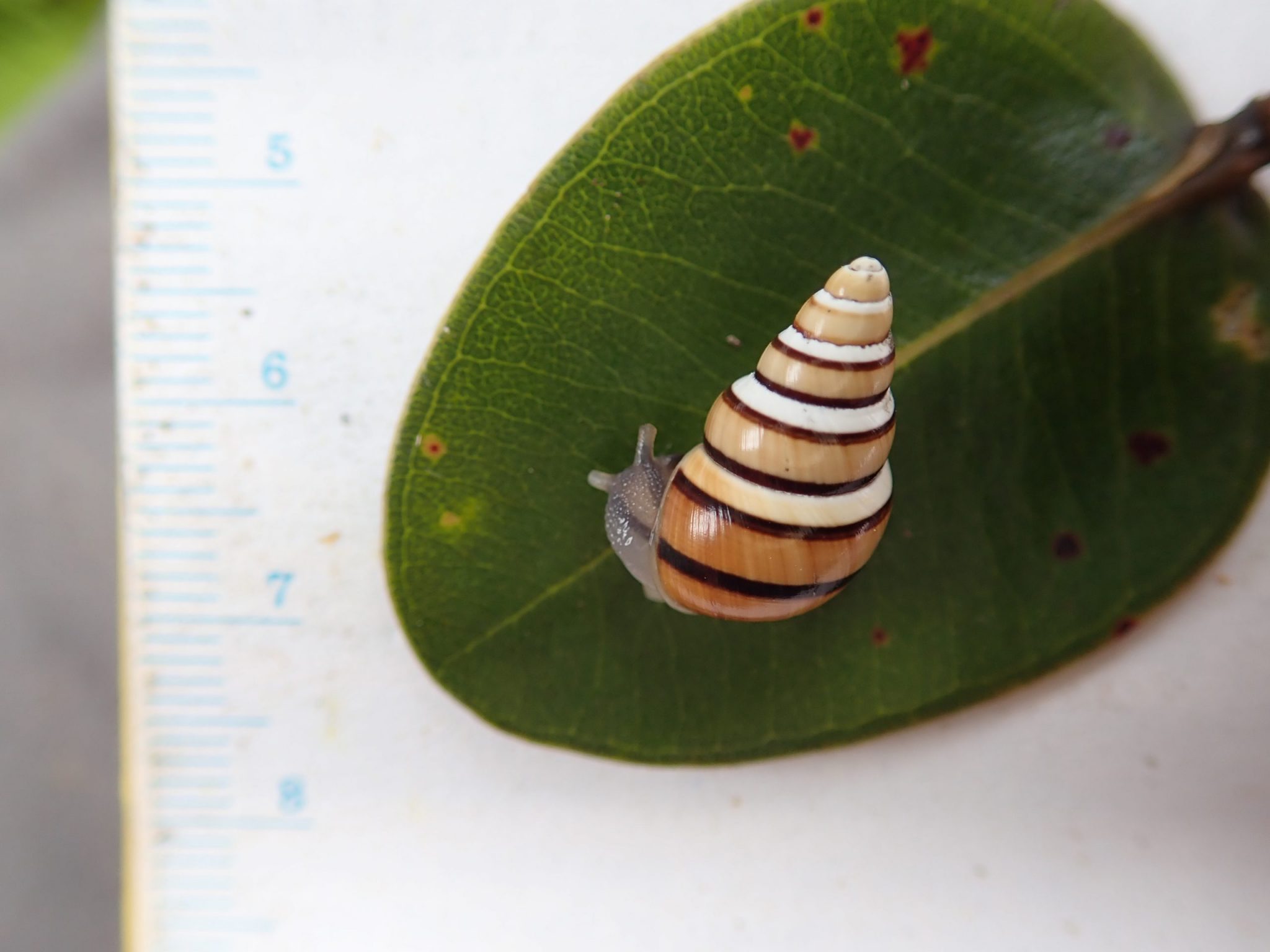 Division of Forestry and Wildlife: Native Ecosystems Protection ...