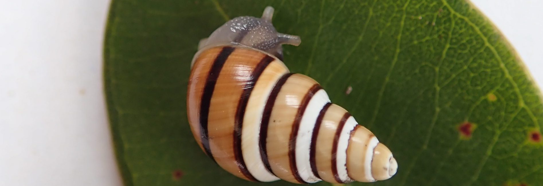 Division of Forestry and Wildlife: Native Ecosystems Protection ...