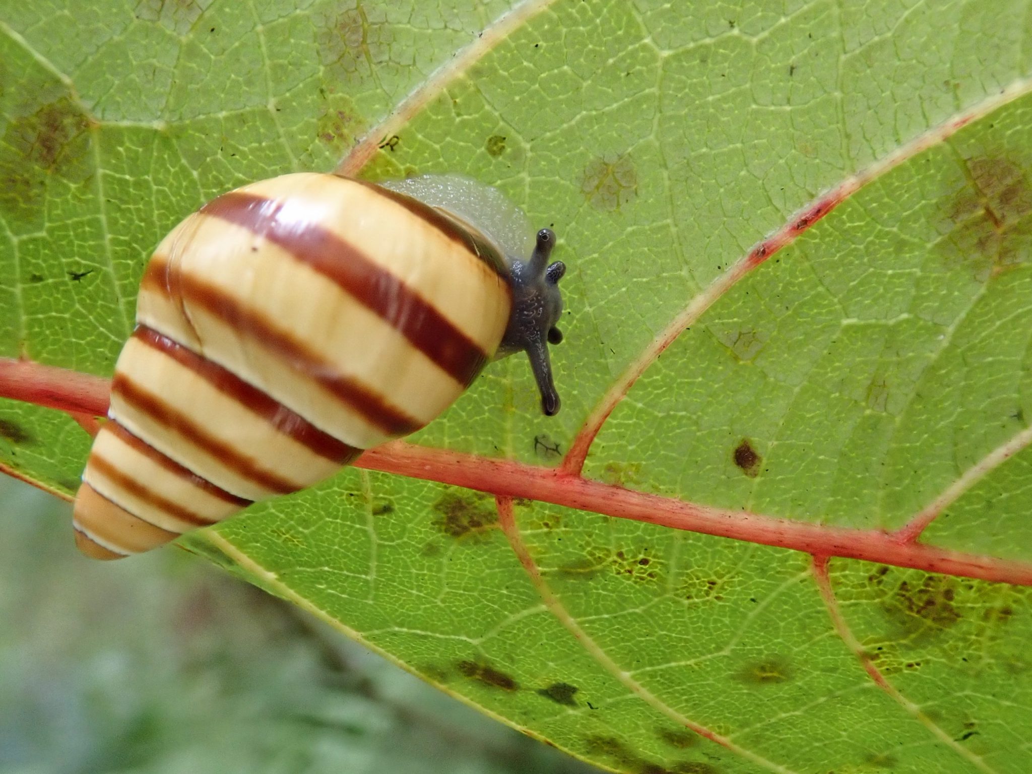 Division of Forestry and Wildlife: Native Ecosystems Protection ...