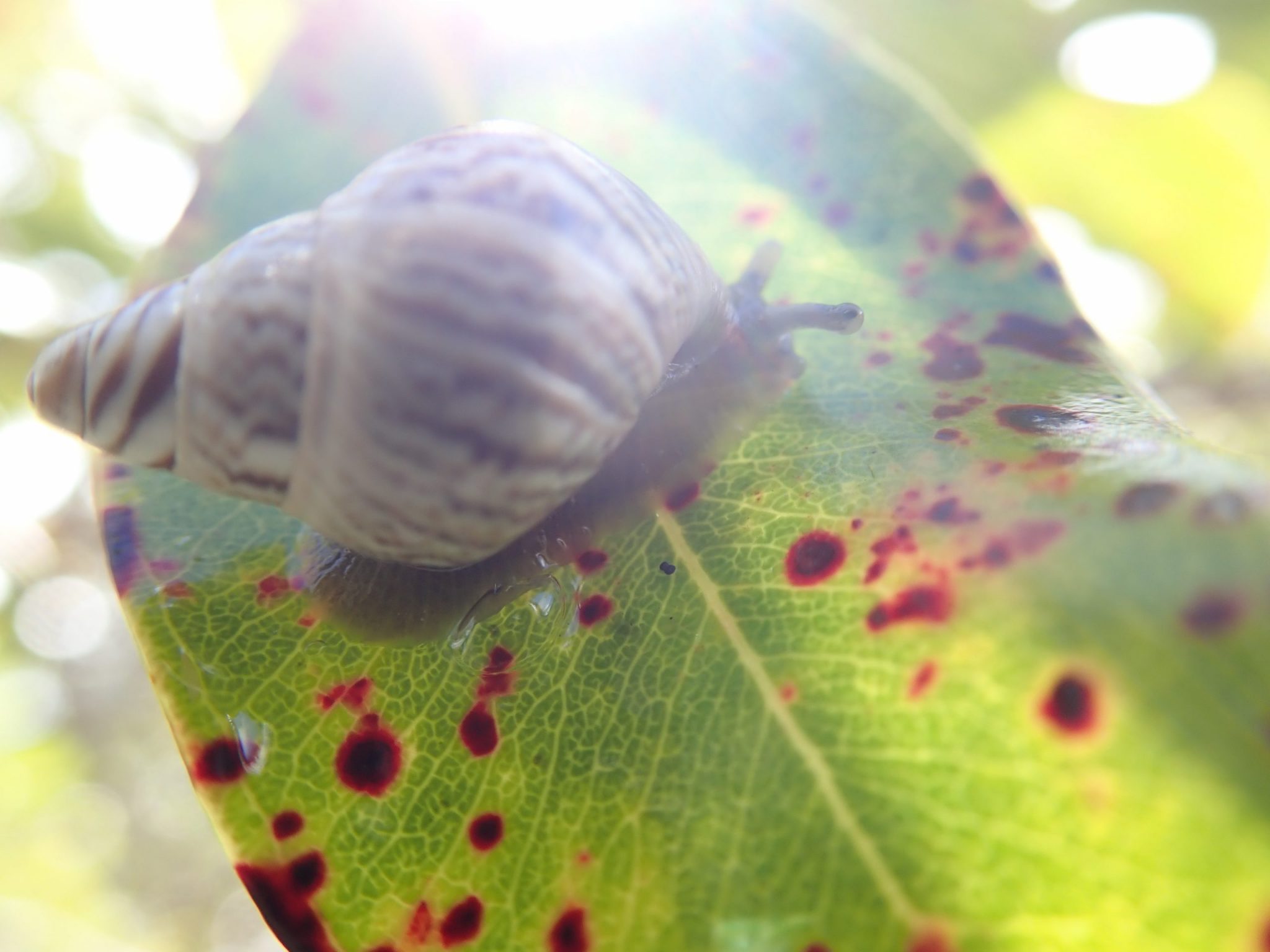 Division of Forestry and Wildlife: Native Ecosystems Protection ...