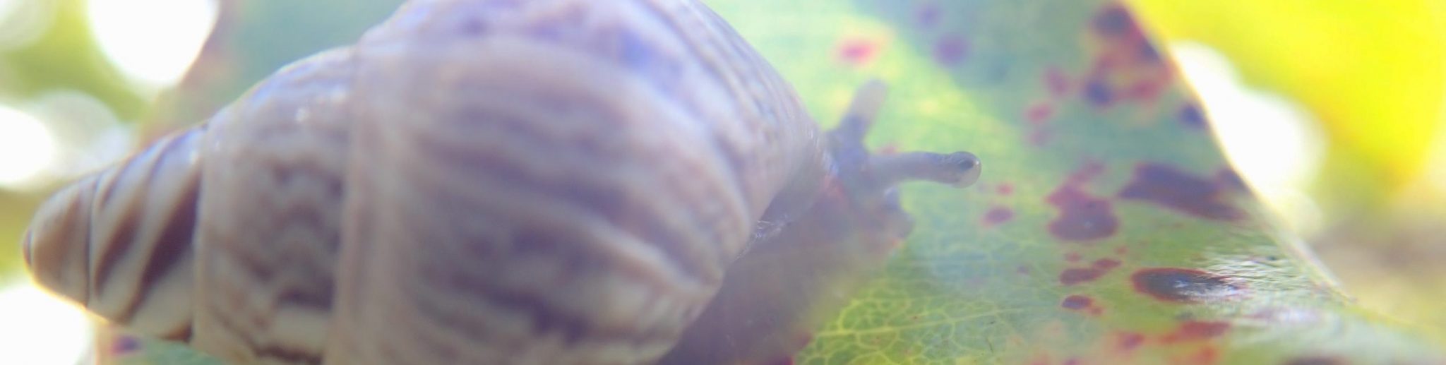 Division of Forestry and Wildlife: Native Ecosystems Protection ...