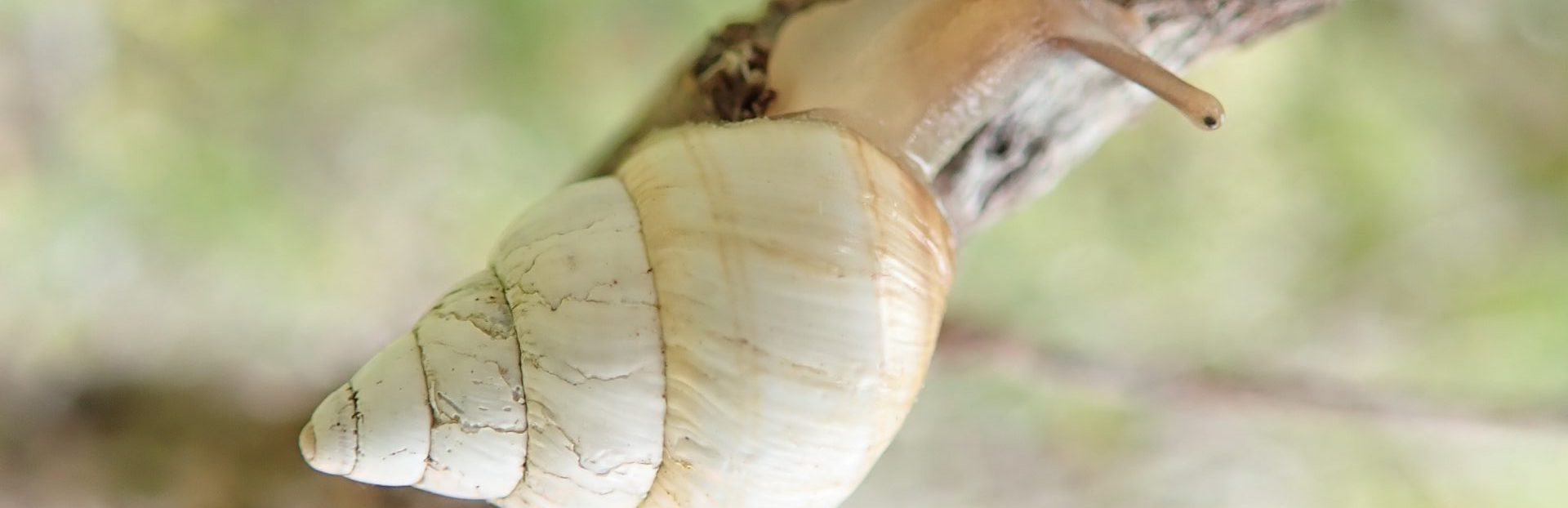 Division of Forestry and Wildlife: Native Ecosystems Protection ...