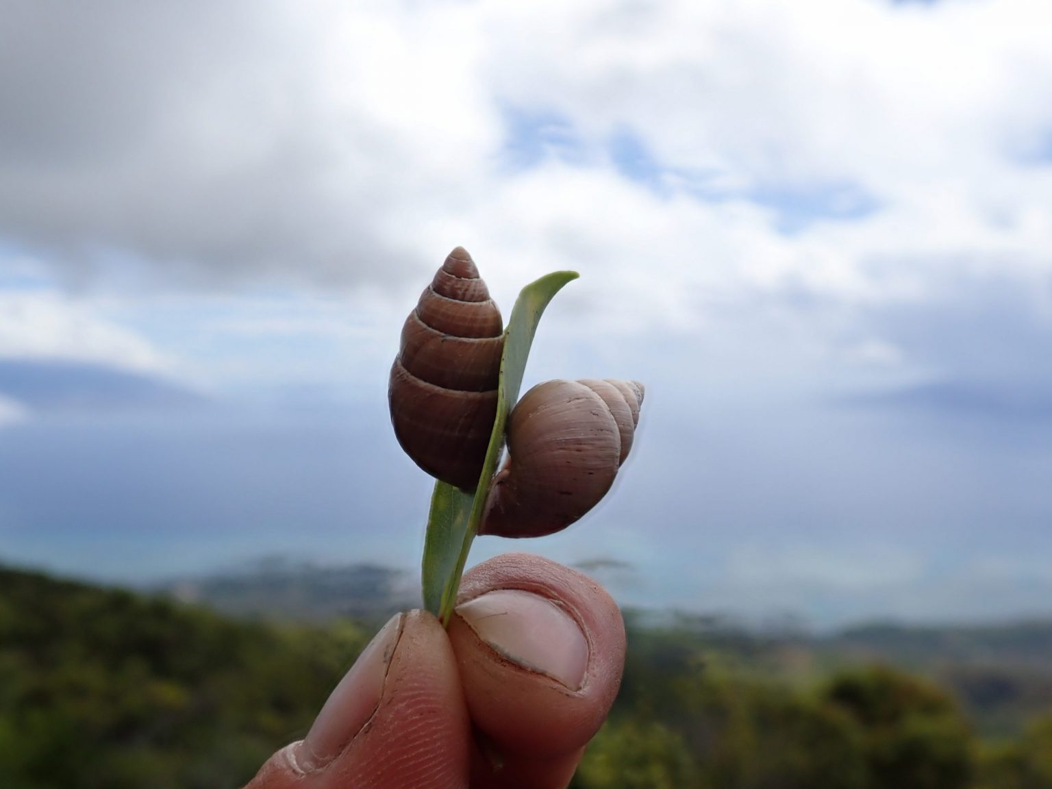 Division of Forestry and Wildlife: Native Ecosystems Protection ...