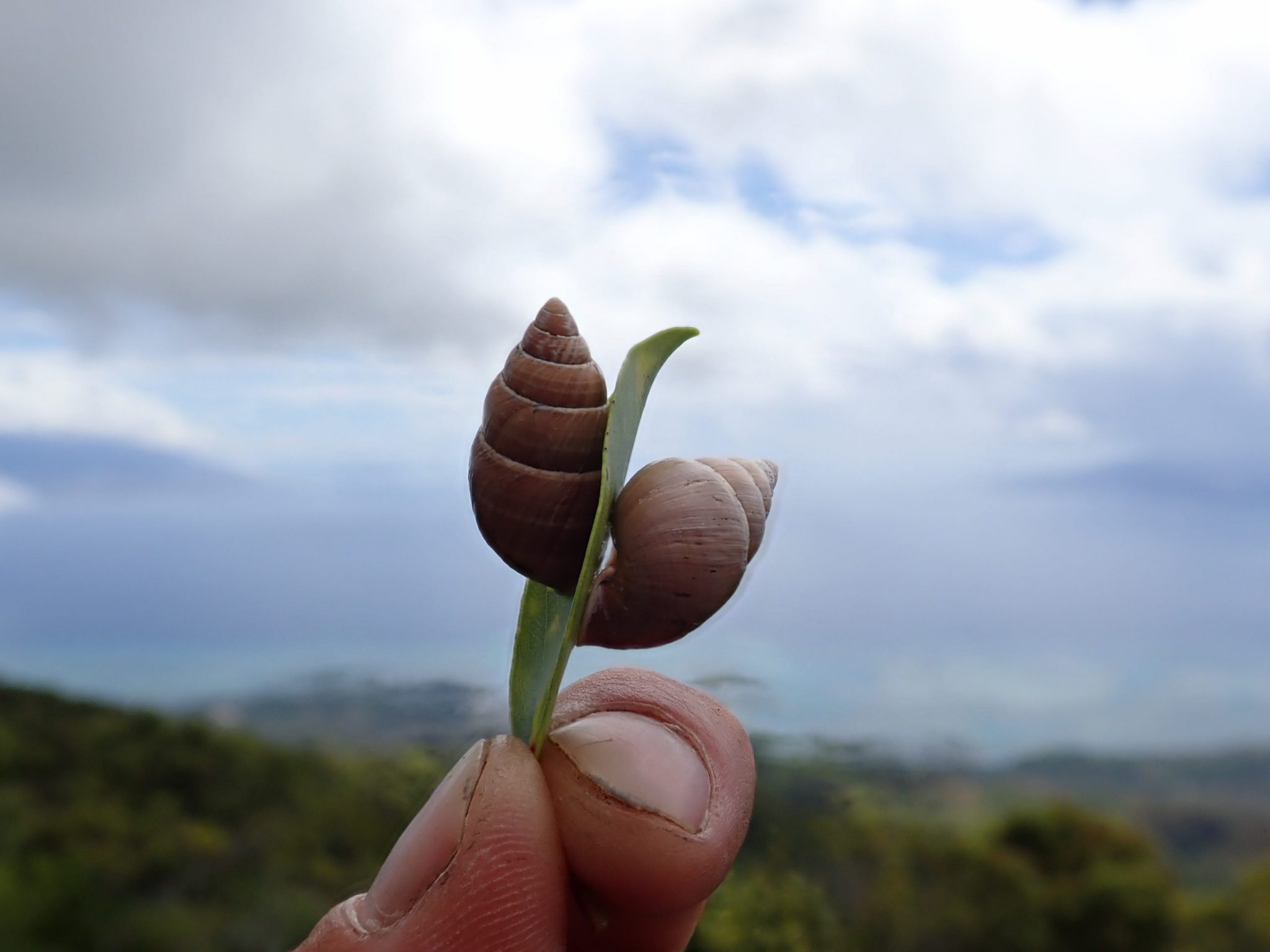 Division of Forestry and Wildlife: Native Ecosystems Protection ...