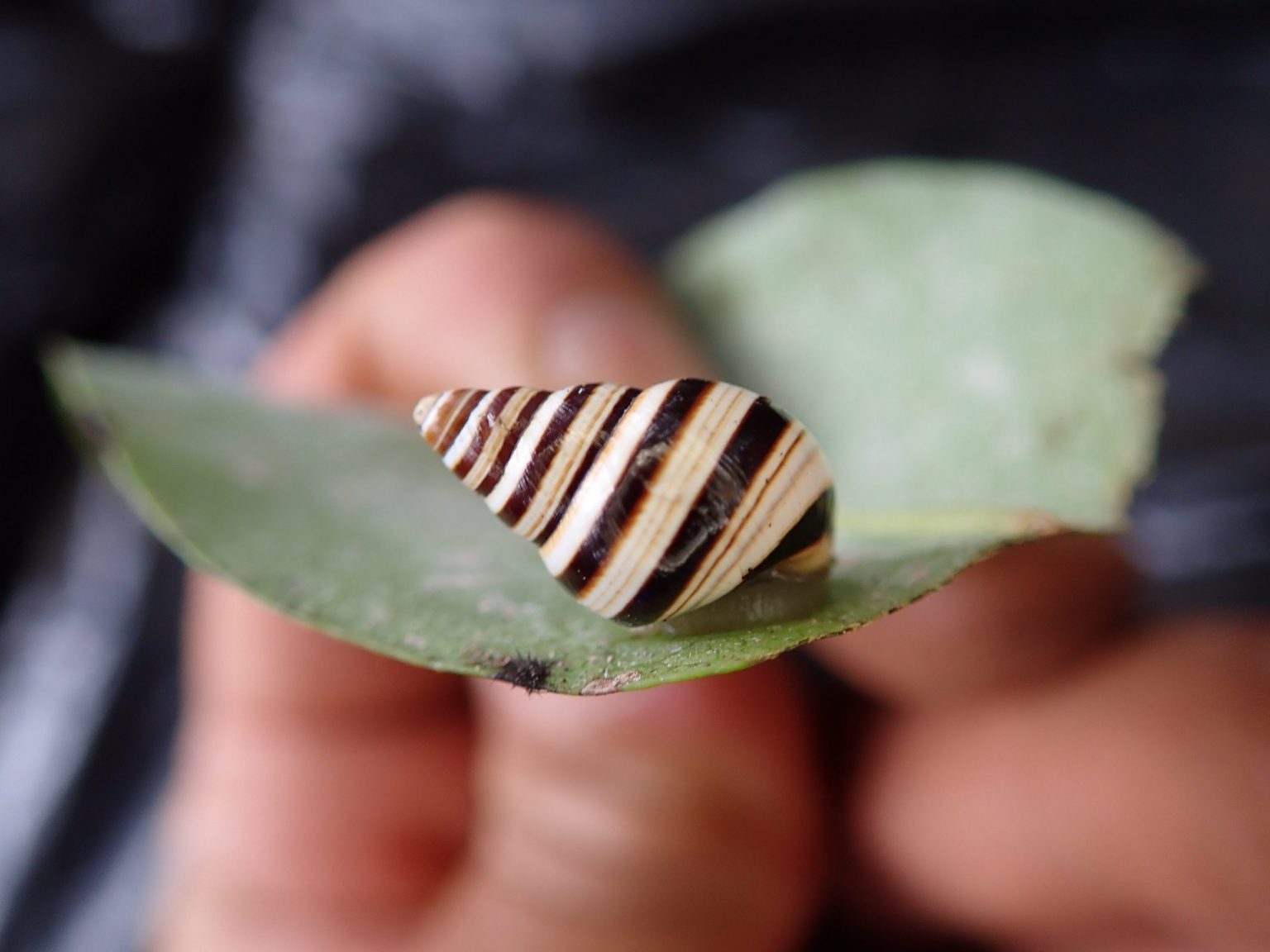 Division of Forestry and Wildlife: Native Ecosystems Protection ...