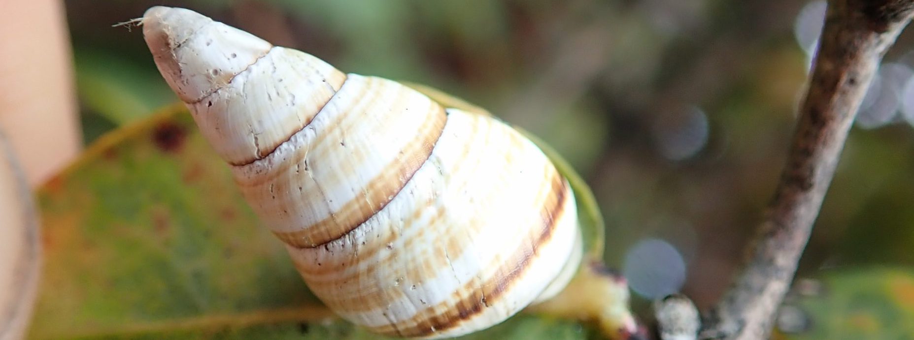 Division of Forestry and Wildlife: Native Ecosystems Protection ...