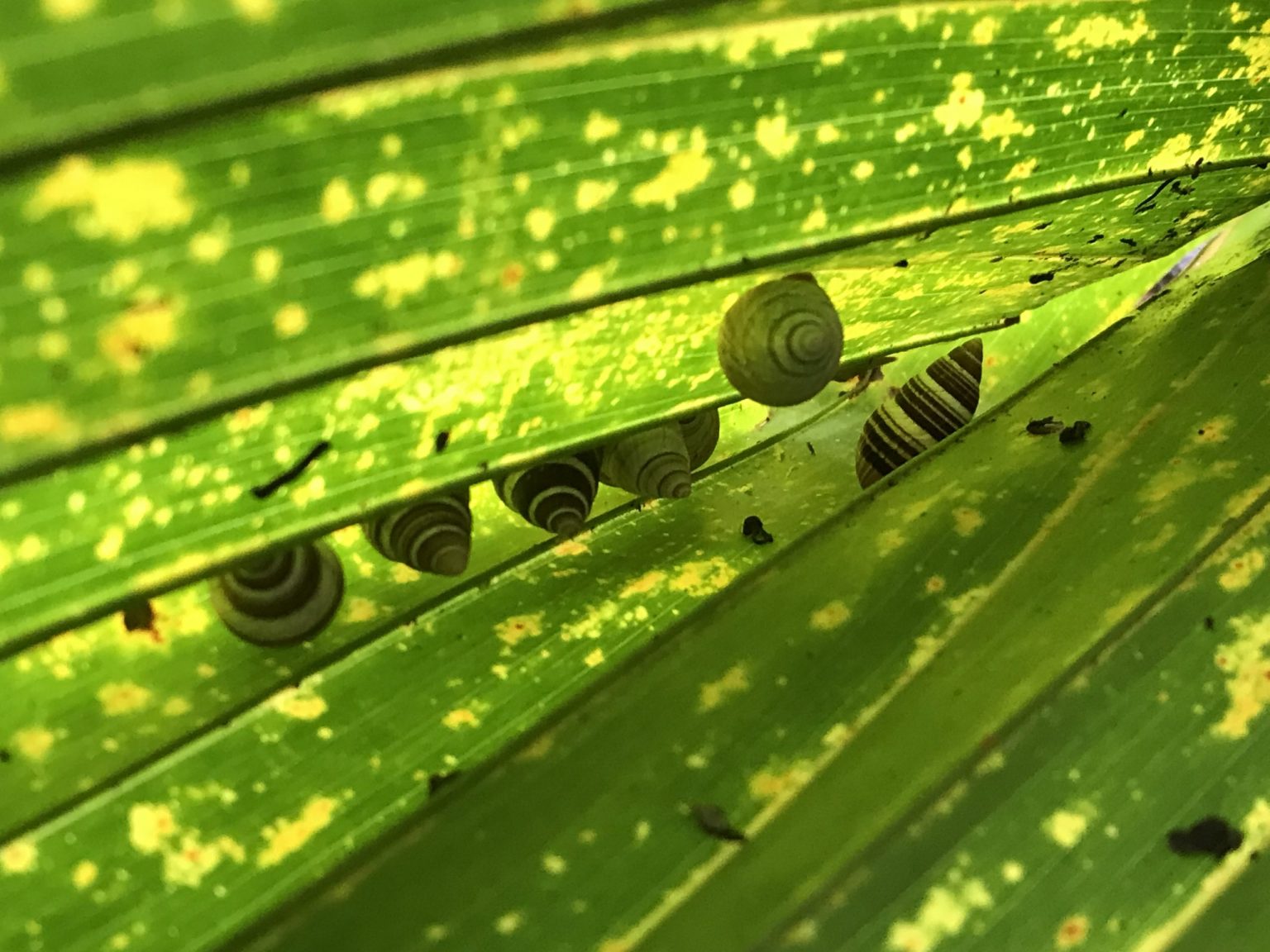 Division of Forestry and Wildlife: Native Ecosystems Protection ...