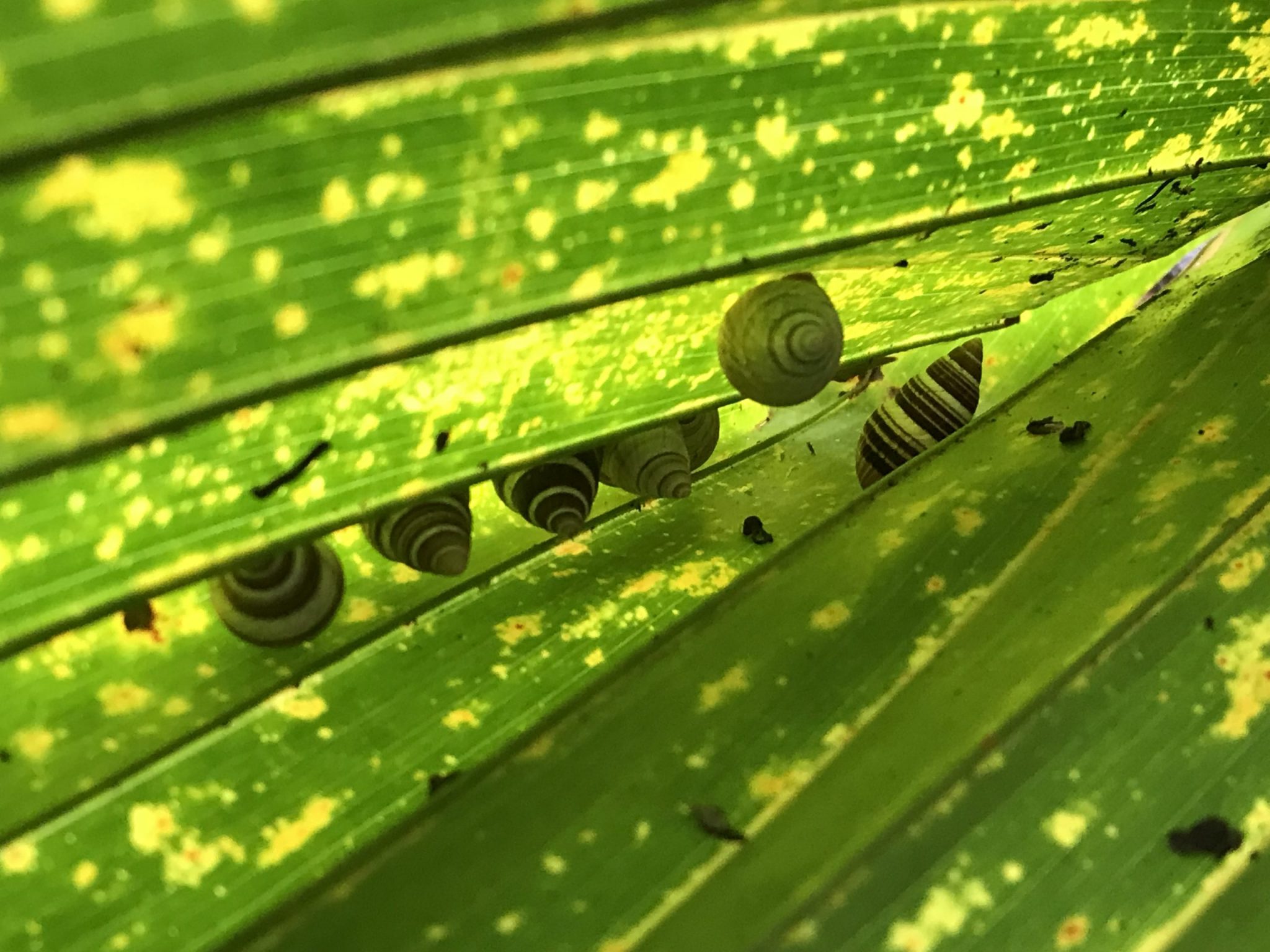 Division of Forestry and Wildlife: Native Ecosystems Protection ...