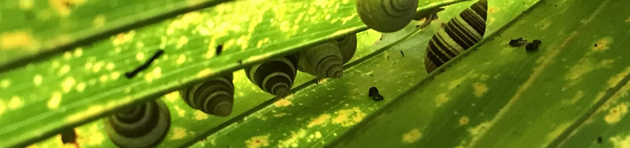 Division of Forestry and Wildlife: Native Ecosystems Protection ...