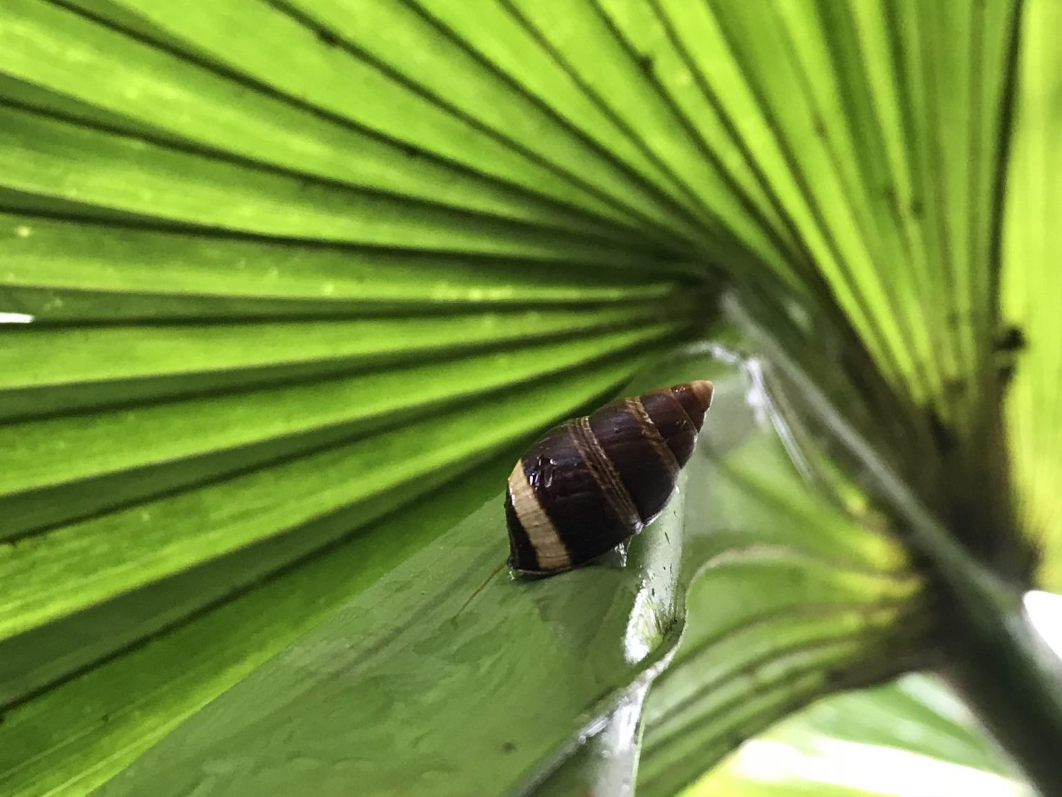 Division of Forestry and Wildlife: Native Ecosystems Protection ...