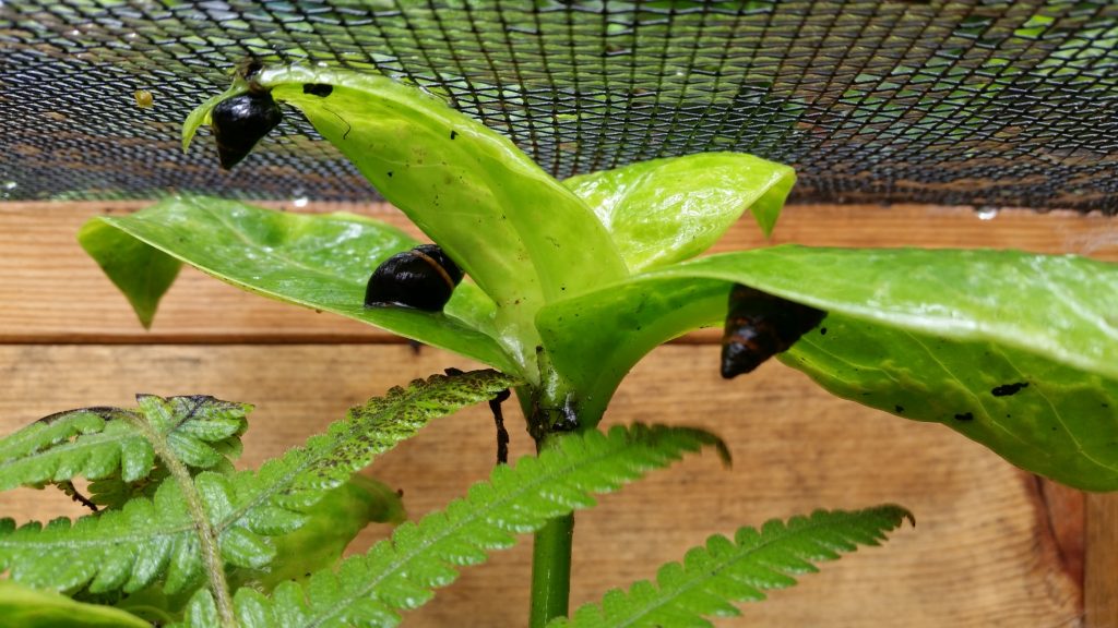 Division of Forestry and Wildlife: Native Ecosystems Protection ...