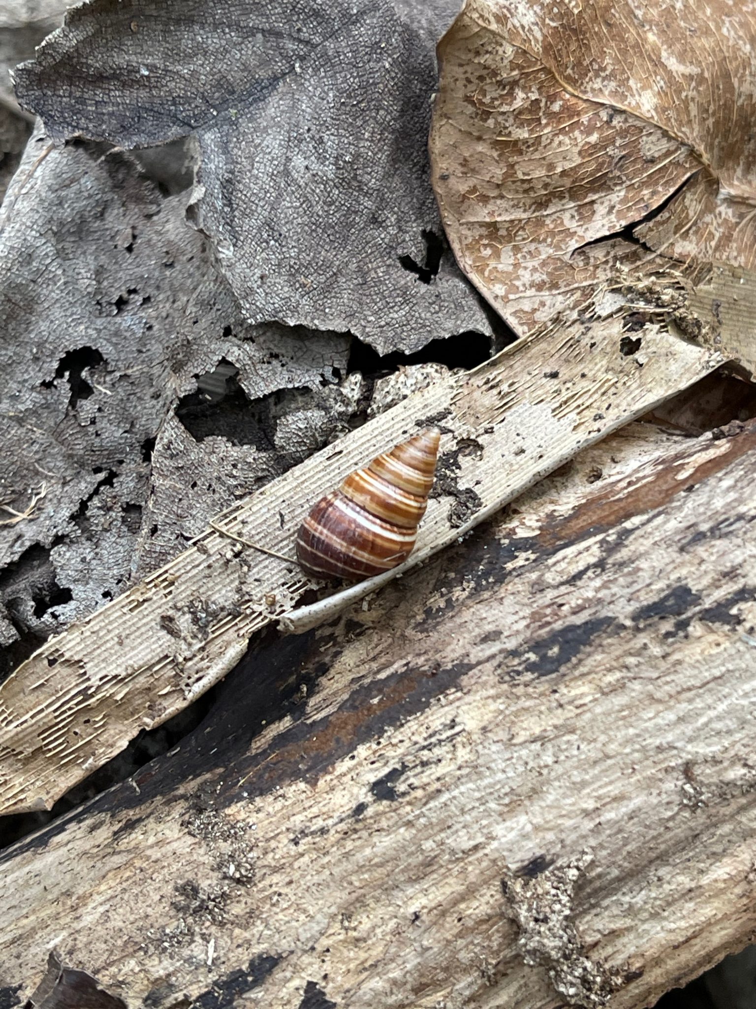 Division of Forestry and Wildlife: Native Ecosystems Protection ...